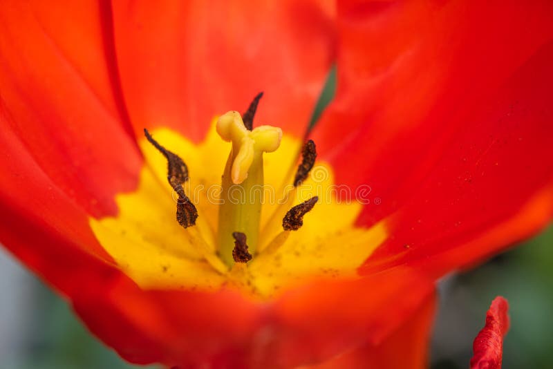 Inside Tulip Flower Macro Photo Stock Photo - Image of light, plant ...