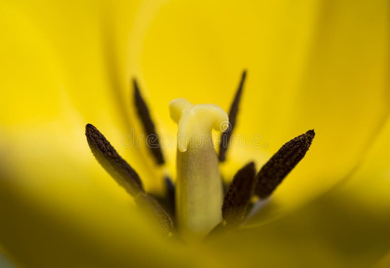 The inside of a tulip stock photo. Image of flowers - 116459738
