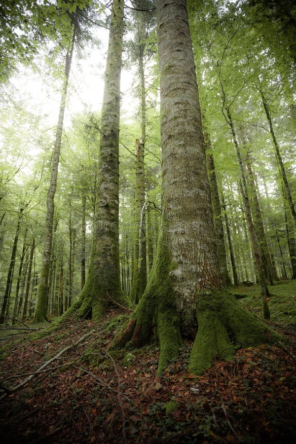 Inside a Typical Birch Forest of the Italian Alps Stock Photo - Image ...