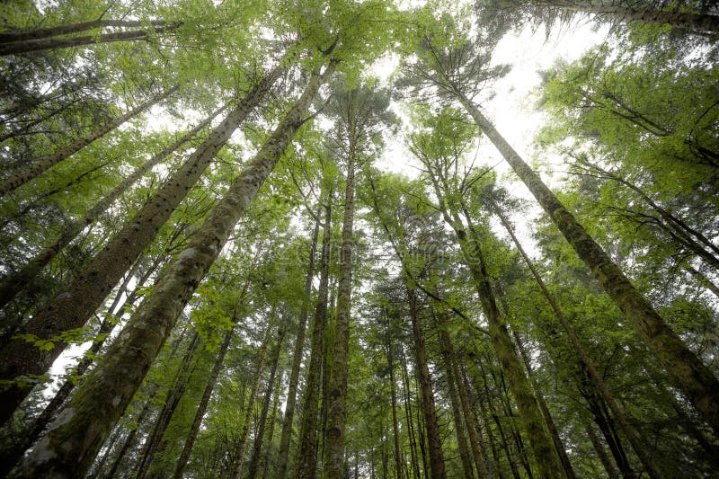 Inside a Typical Birch Forest of the Italian Alps Stock Photo - Image ...