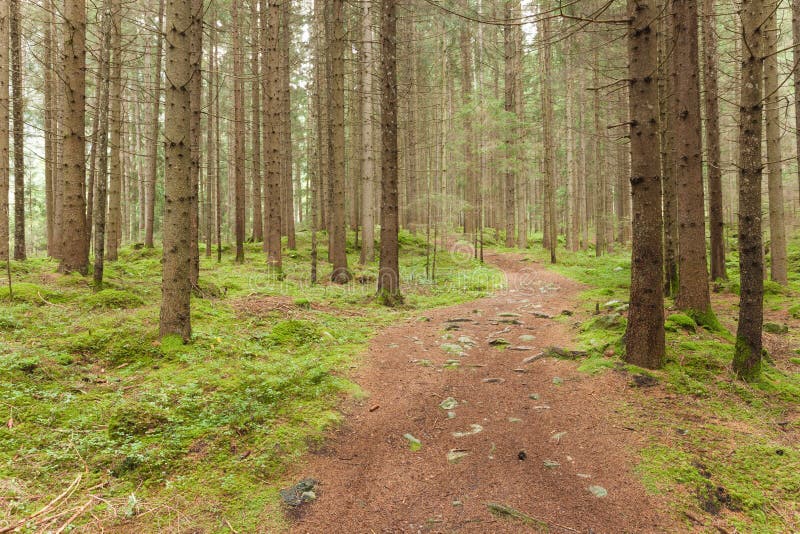 Inside a Typical Forest of the Italian Alps Stock Photo - Image of ...