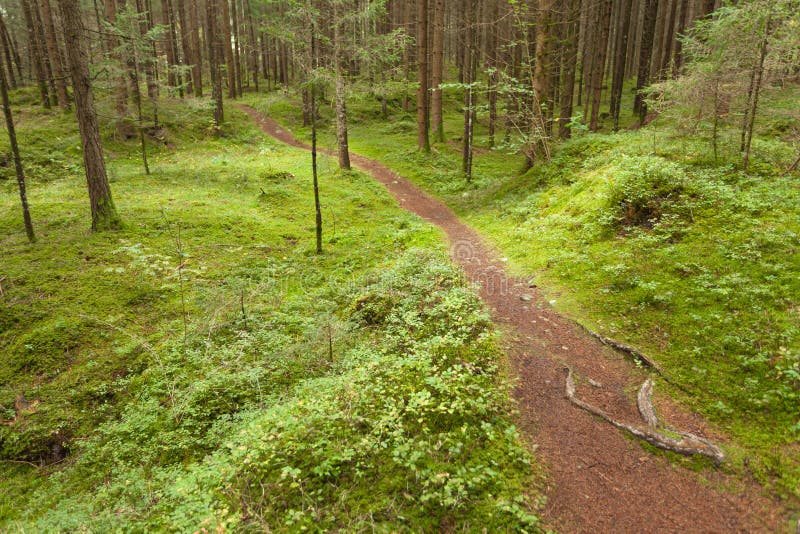 Inside a Typical Forest of the Italian Alps Stock Image - Image of ...