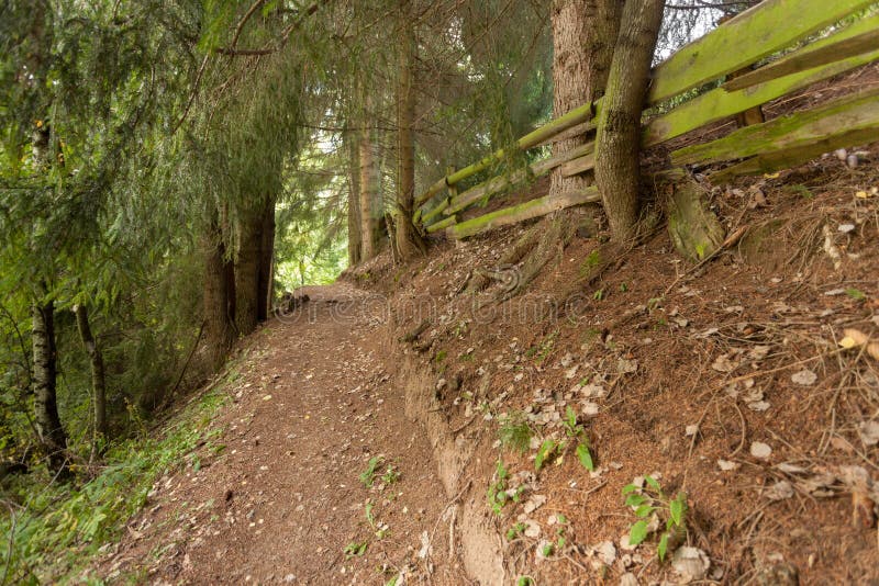 Inside a Typical Forest of the Italian Alps Long a Mountain Path Stock ...