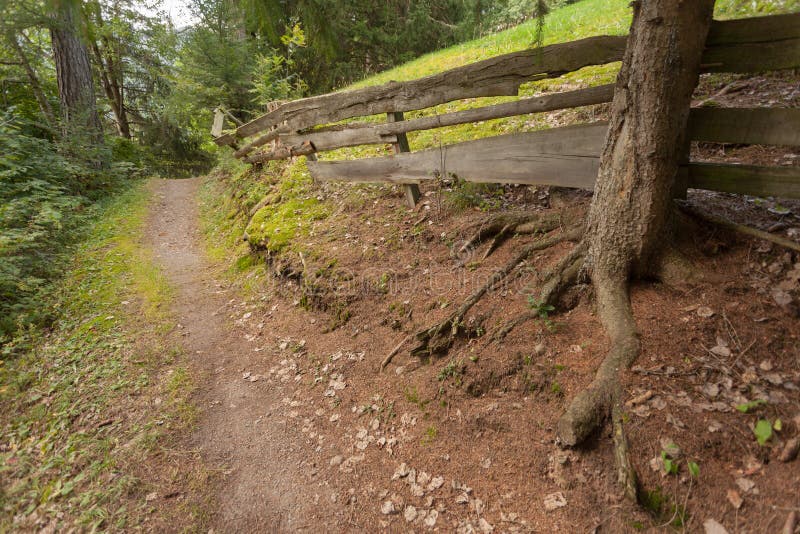 Inside a Typical Forest of the Italian Alps Long a Mountain Path Stock ...