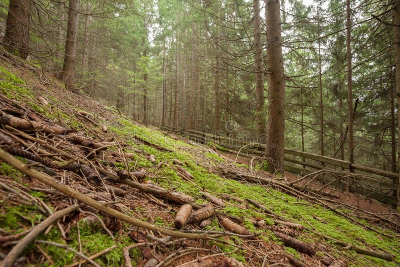 Inside a Typical Forest of the Italian Alps Long a Mountain Path Stock ...