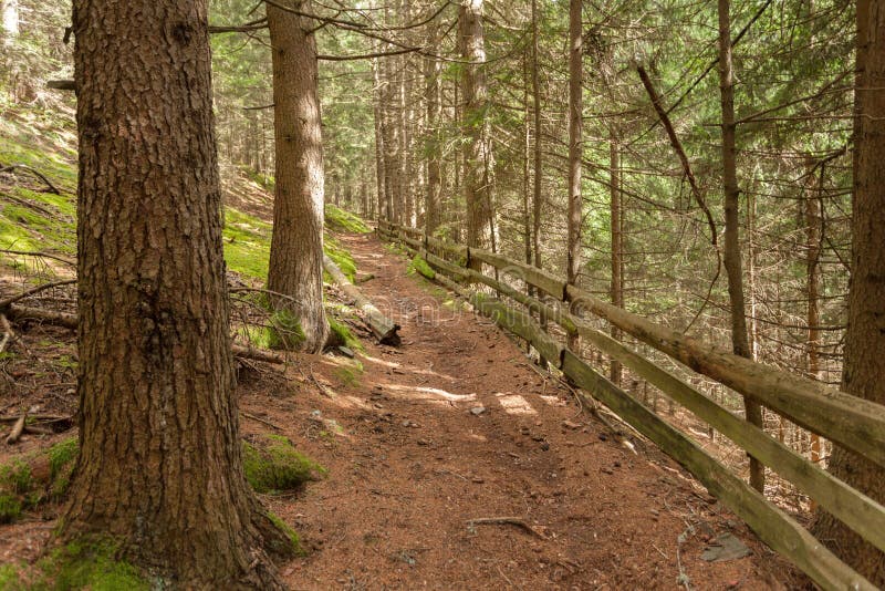 Inside a Typical Forest of the Italian Alps Long a Mountain Path Stock ...