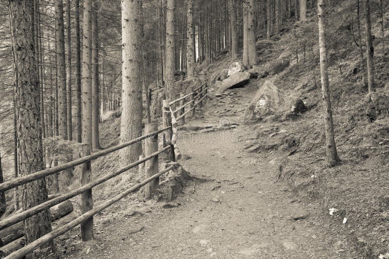 Inside a Typical Forest of the Italian Alps a Path Brings You Lo Stock ...