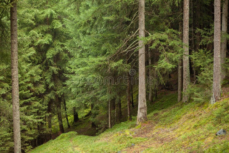 Inside a Typical Forest of the Italian Alps Upside Down Stock Photo ...