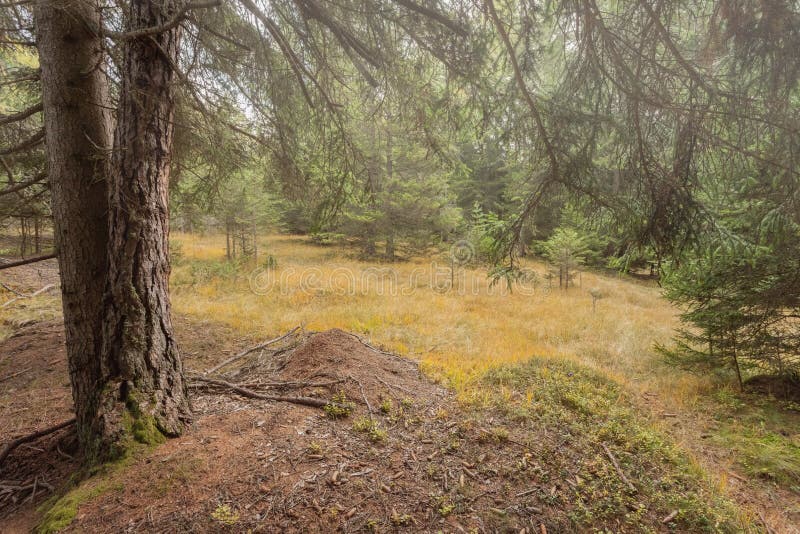Inside a Typical Pine Forest of the Italian Alps at Fall Stock Image ...