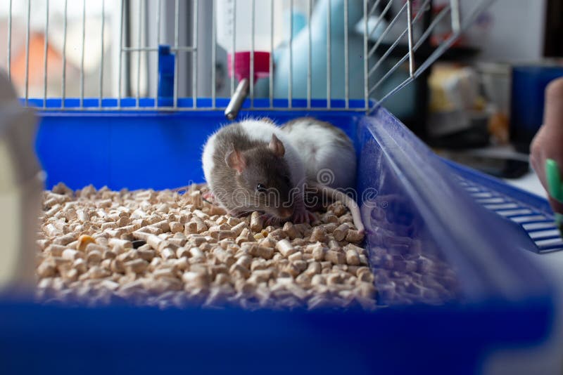 Inside View of the Animal Cage with a Rodent Inside. Stock Photo ...