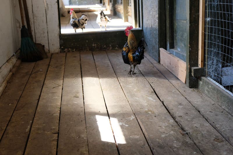 Inside View of the Chicken Coop Stock Image - Image of agriculture ...