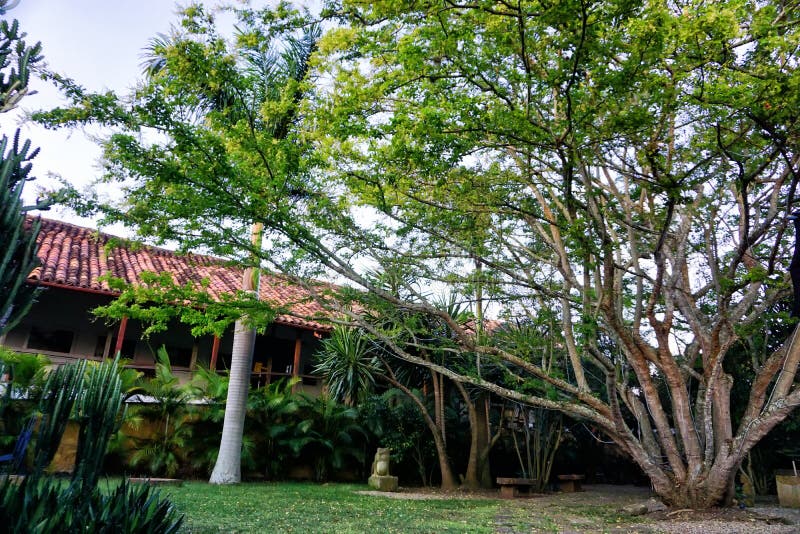 Inside View of House with Big Tree in Barichara, Colombia Stock Image ...