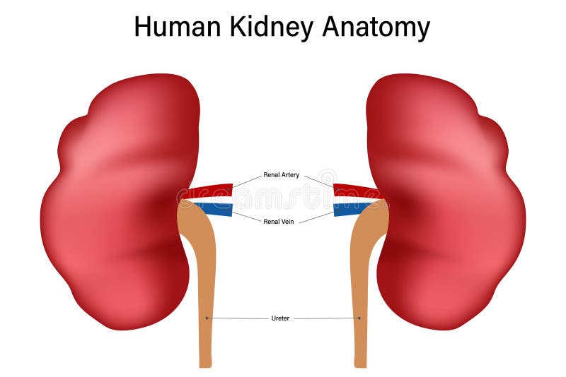 Inside View of Human Kidney Anatomy Isolated on White Background ...
