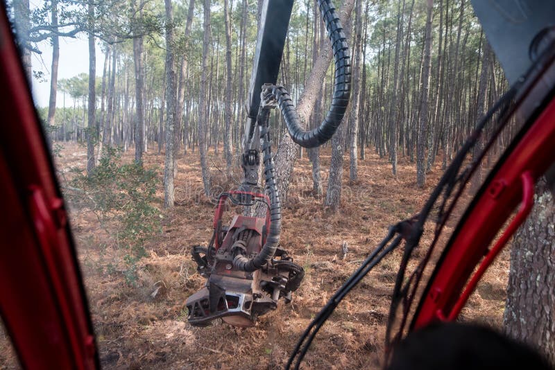 Inside View of Logging Industry Machine Cutting Logs Stock Photo ...