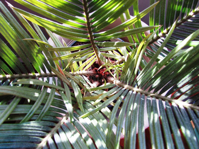 Inside view - Sago Palm stock photo. Image of inside - 46328728