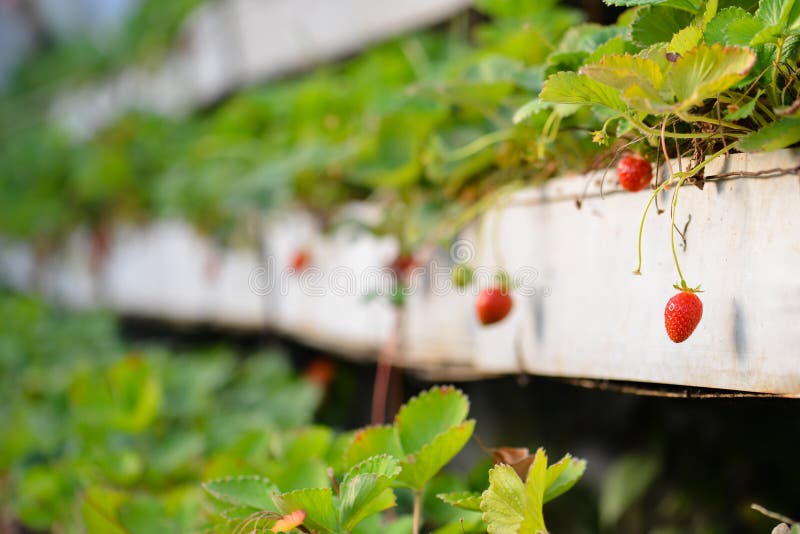 The Inside View of a Strawberry Farming Greenhouse. Stock Image - Image ...