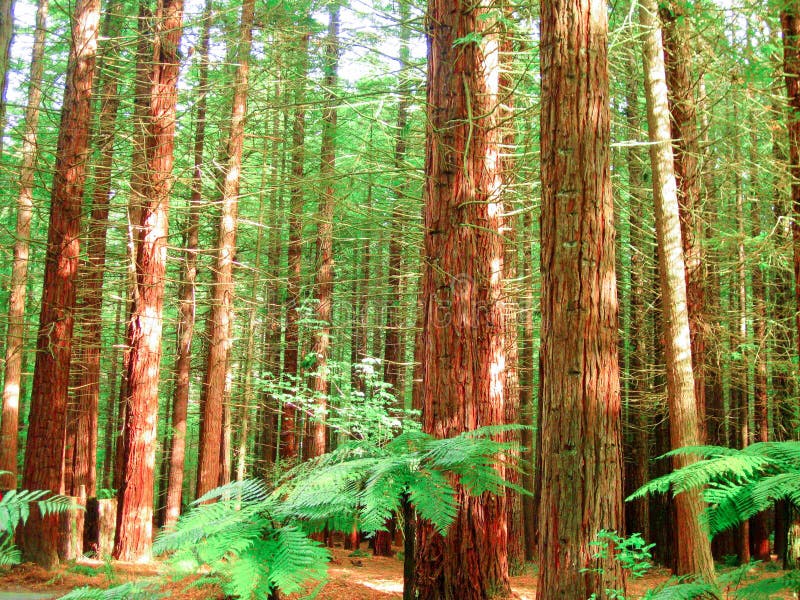 Inside Sequoia Trees Photos - Free & Royalty-Free Stock Photos from ...