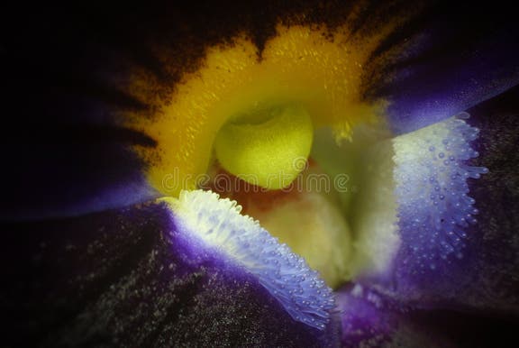 Inside the flower stock photo. Image of flower, plant - 81483156