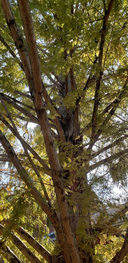Tree stock image. Image of cedar, tree, inside, weeping - 132036079