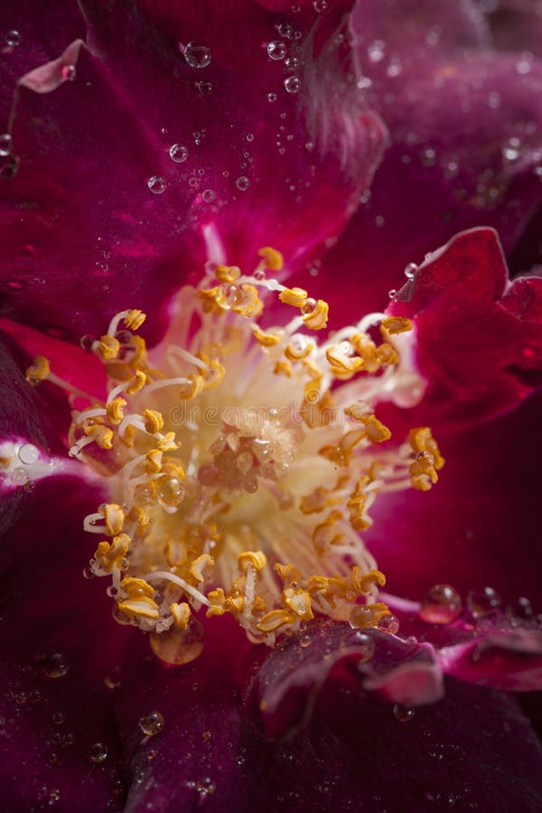 Inside a wet rose. stock image. Image of floral, flora - 72519389