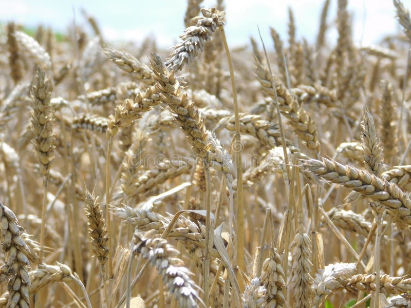 Inside the Old Wheat Mill on Krka River Stock Image - Image of inside ...
