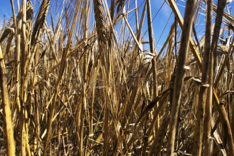 Inside the Old Wheat Mill on Krka River Stock Image - Image of ...
