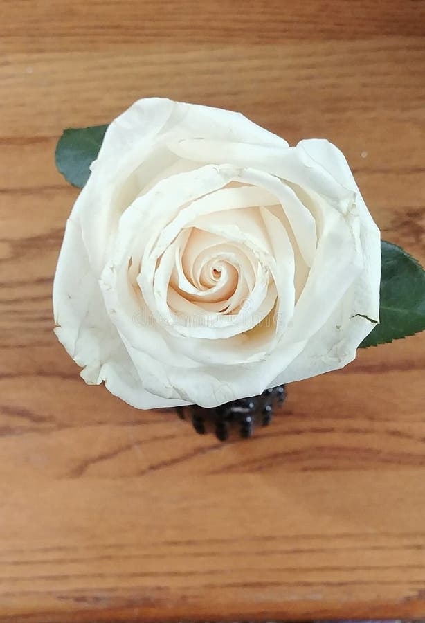 Inside a white rose stock photo. Image of trees, fresh - 189486796