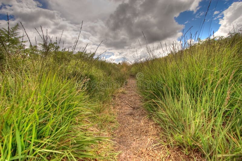 Inside a wild path stock photo. Image of france, surreal - 2840676