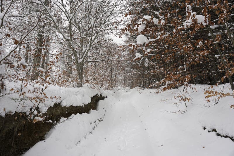 Inside of a Winter Forest with Big Snow Stock Image - Image of leaves ...