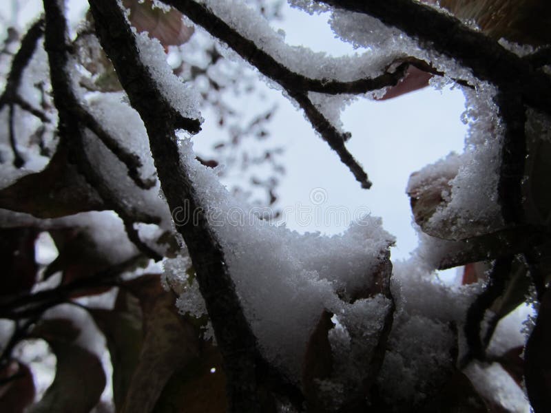 Inside a Winter Tree stock photo. Image of inside, tree - 208199802