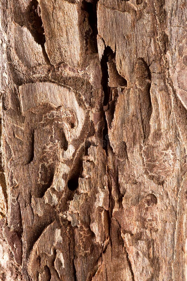 Inside of Withered Bark stock photo. Image of detail - 83381748