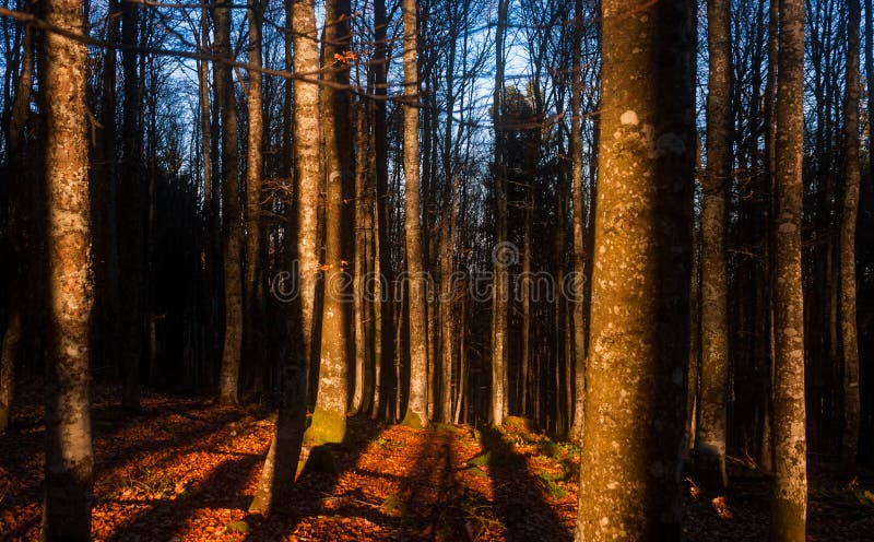 Sunlight hitting a tree stock image. Image of tree, moss - 10245165