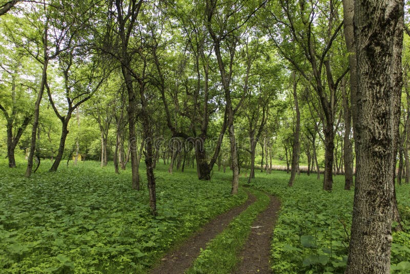 Worlds Largest Walnut Forest Stock Image - Image of nationalpark ...