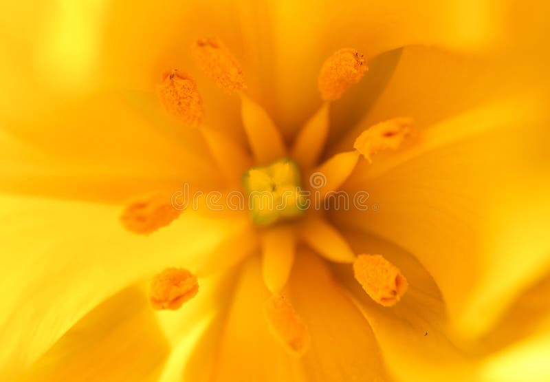 The Inside of a Yellow Flower Stock Photo - Image of macro, close ...