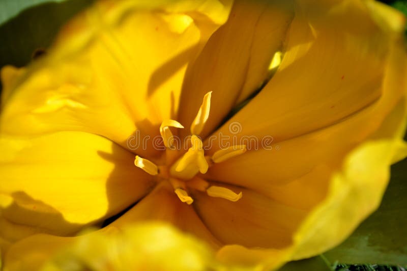 Inside of Yellow Flower in the Sun Stock Photo - Image of desert ...