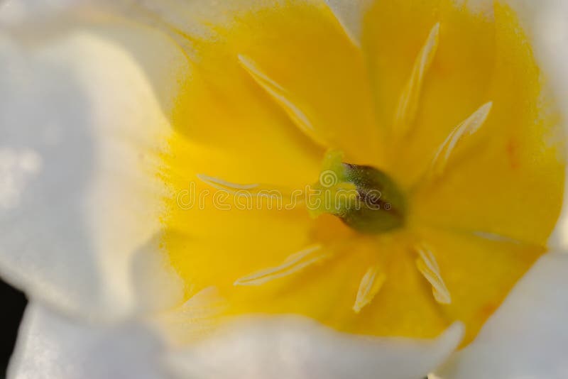 Inside Yellow Tulip Flower stock image. Image of wildflower - 94615915