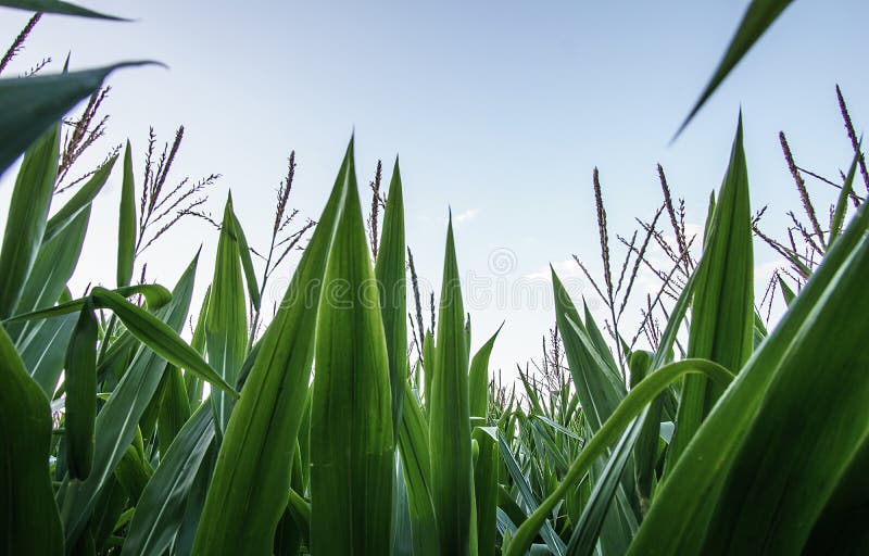 588 Inside Corn Field Stock Photos - Free & Royalty-Free Stock Photos ...