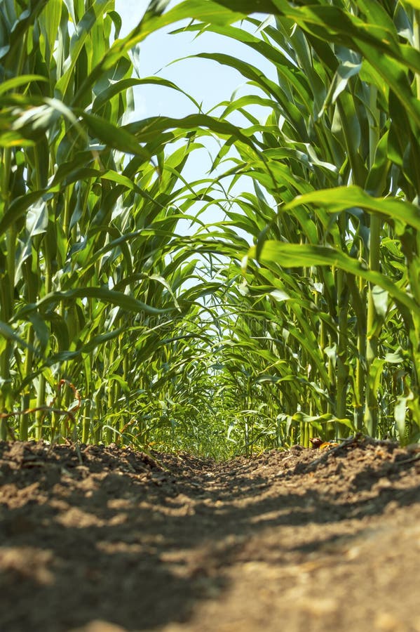 588 Inside Corn Field Stock Photos - Free & Royalty-Free Stock Photos ...