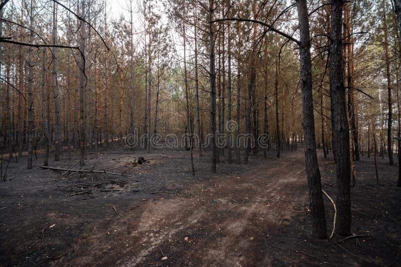 Inside Young Pine Forest after the Forest Fire Stock Photo - Image of ...