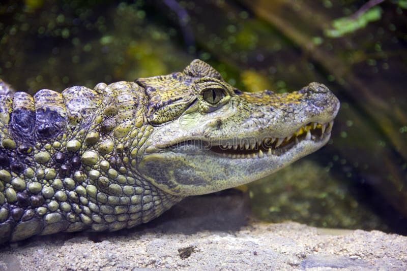 Ozaroo Logo Stock Photos - Free & Royalty-Free Stock Photos from Dreamstime