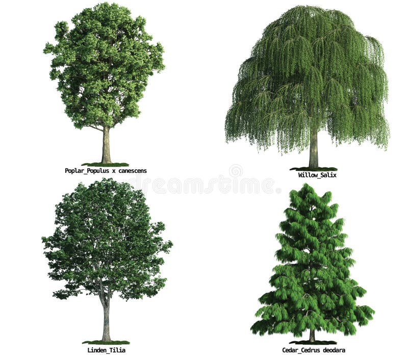 Insieme Degli Alberi Isolati Su Bianco Illustrazione di Stock ...