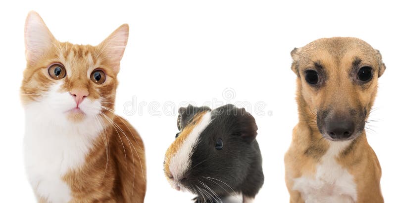 Insieme degli animali immagine stock. Immagine di sbirciare - 64783433