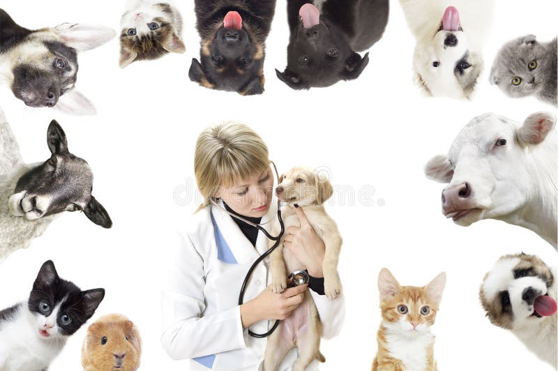 Insieme degli animali immagine stock. Immagine di puro - 67653467