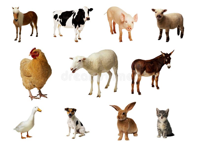 Insieme Degli Animali Da Allevamento Illustrazione di Stock ...