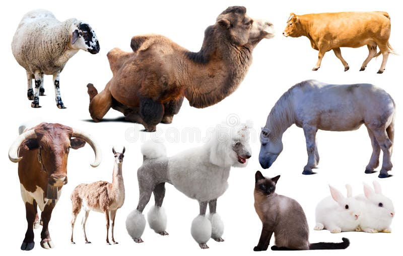 Insieme Degli Animali Da Allevamento Fotografia Stock - Immagine di ...