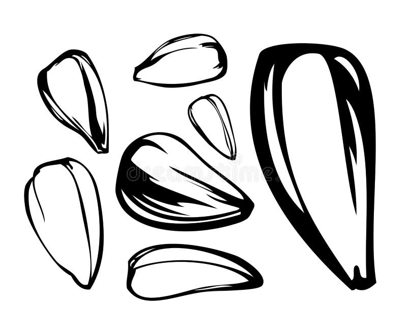 Insieme Del Seme Di Girasole Illustrazione Vettoriale - Illustrazione ...