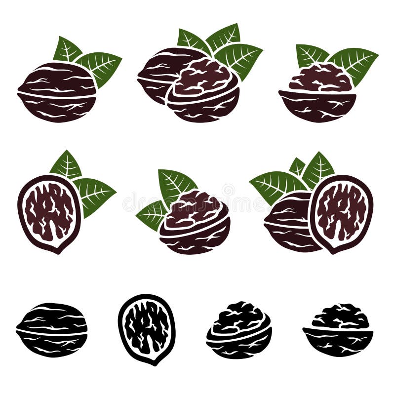 Set di noce. Vettore illustrazione vettoriale. Illustrazione di fresco ...