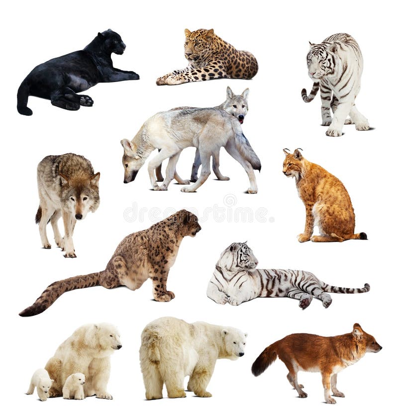 Insieme Delle Immagini Dei Predatori Immagine Stock - Immagine di nave ...