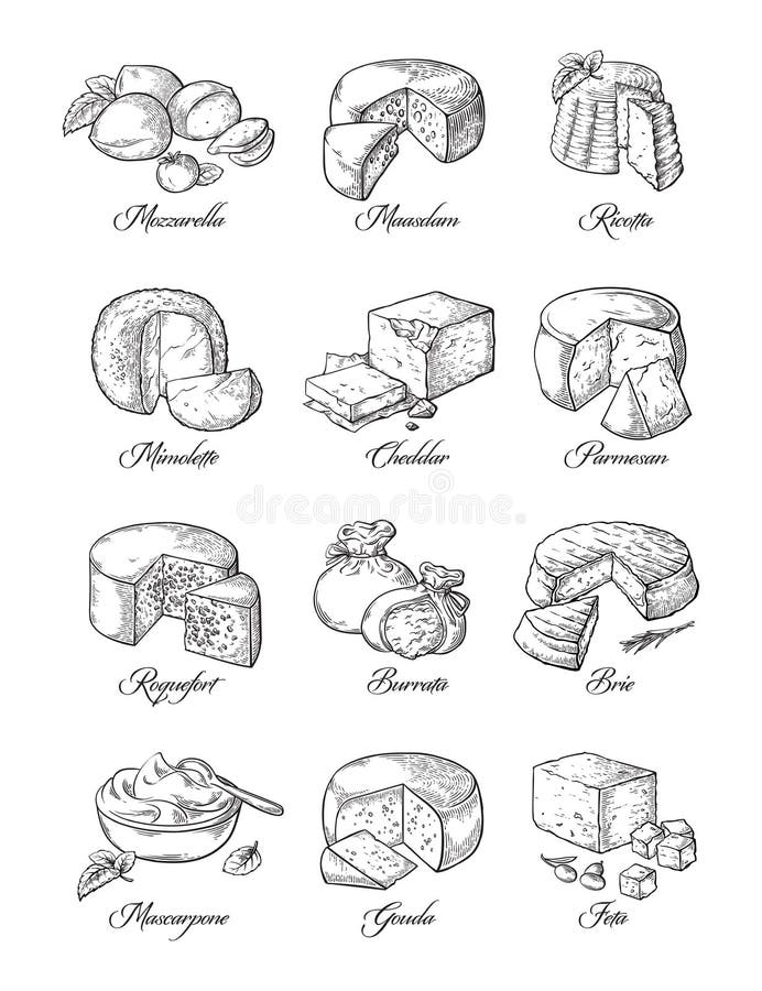 Incisione Disegnata a Mano Dell'insieme Della Mozzarella Di Ricotta Del ...