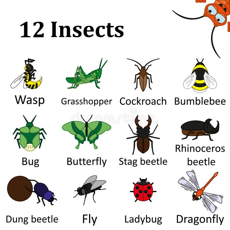 Insieme di vari insetti illustrazione vettoriale. Illustrazione di ...